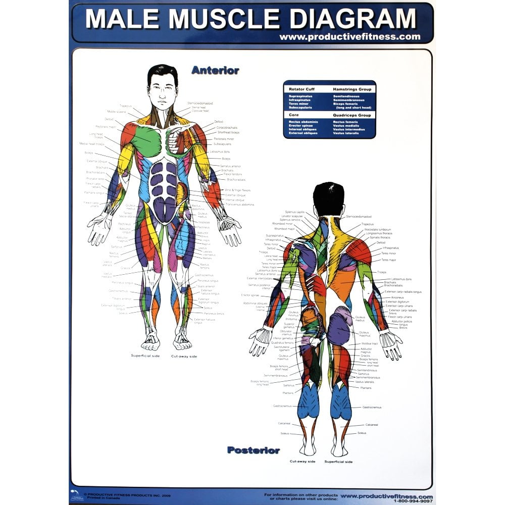 Productive Fitness Poster Male Muscle Diagram Laminated Health ...