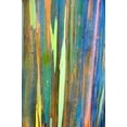 50 RAINBOW EUCALYPTUS Deglupta Gum Multicolor Bark Tree Seeds - Walmart.com