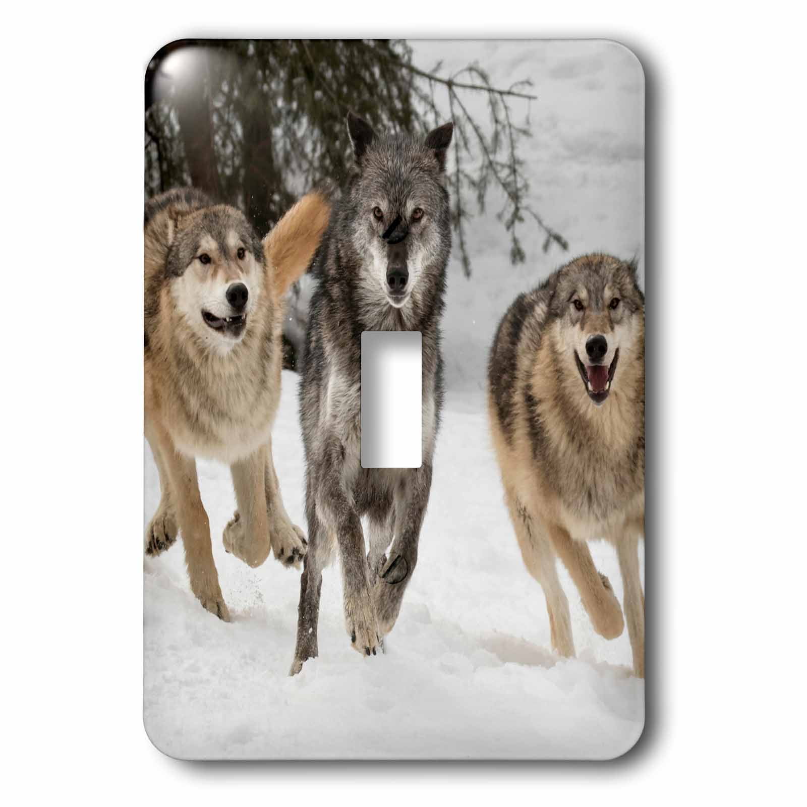 3dRose Gray Wolf pack behavior in winter, Montana - Single Toggle ...