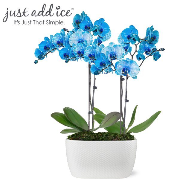 Just Add Ice 16-30" Watercolor Blue Premium Orchid Duo Live Plants in ...