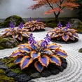 Chill Tolerant Perennial Hosta Mix – Colorful Variegated Leaves ...