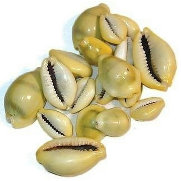 6 Irish Deep Seashells 4.5"- 5.5" (Set of 6) - Walmart.com