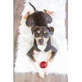 Pet Qwerks Tough Blinky Babble Ball - Interactive Flashing Chew Toy for ...