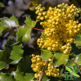 Herb To Body Oregon Grape Root C/S | Cut & Sifted | Berberis Aquafolium ...