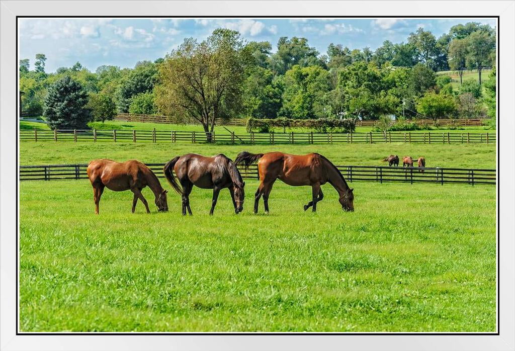 Thoroughbred Horses Grazing in Pasture Poster Horse Pictures Wall Decor ...