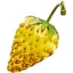 Yellow Wonder Alpine Strawberry 10 Seeds - Walmart.com