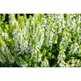 75 Sacred WHITE SAGE Salvia Apiana Shrub Silver Folliage Native Smudge ...