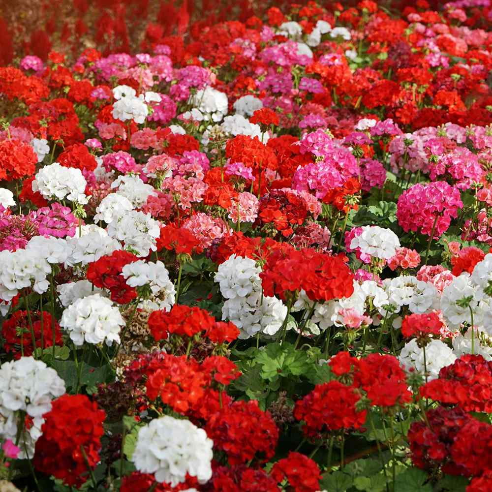 Outsidepride Geranium Flower Seed Mix - 200 Seeds - Walmart.com