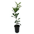 "Kaffir Lime Tree - Dwarf Fruit Bearing Size - Citrus Plant - 5"" Pot ...