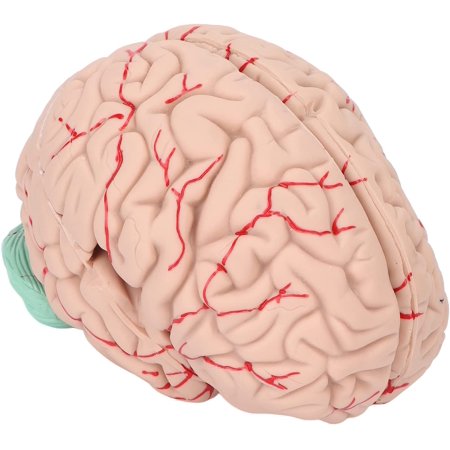 Brain Model, Human Brain Models for Teaching Neuroscience Anatomy Model ...