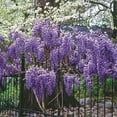 Blue Moon Hardy Reblooming Wisteria, Full Sun Outdoor Vining Plant, 2. ...