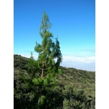 30 Mexican WEEPING PINE TREE Evergreen Pinus Patula Seeds - Walmart.com