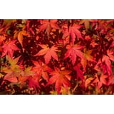 10 RED JAPANESE MAPLE Tree Bloodgood Ornamental Acer Palmatum Seeds ...