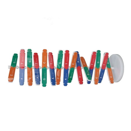 LYUMO Human DNA Model Colorful Double Spiral Assemble Model Science ...