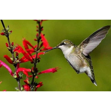 10 Red CIGAR PLANT Mexican Firecracker Cuphea Ignea Hummingbird Flower ...