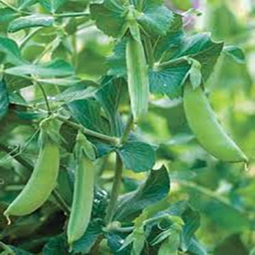 Pea Seed, Little Marvel, Heirloom, Non GMO, 100 Seeds, Perfect Peas ...