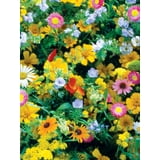 Burpee Perennial Wildflower Seeds Mix Attracts Pollinators 50,000 Seeds ...
