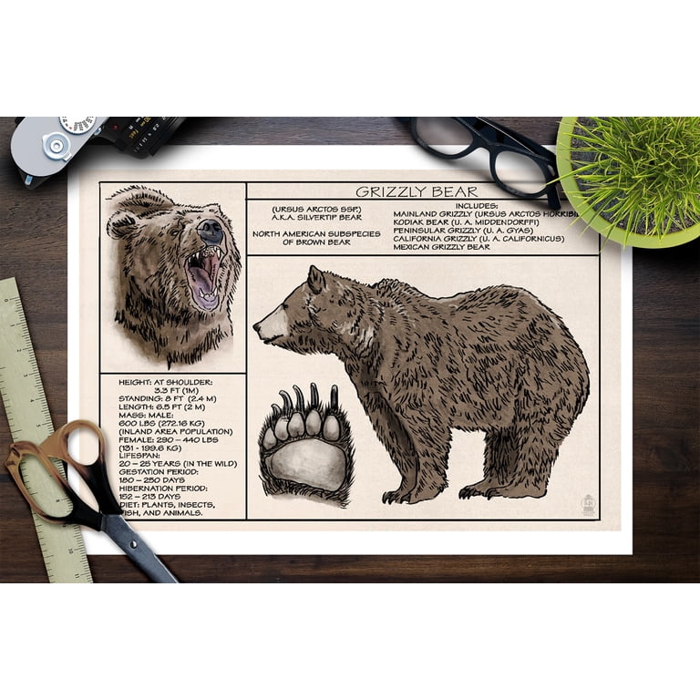Grizzly Bear Standing Art