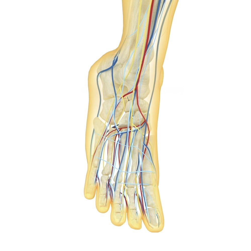 Human foot with nervous system, lymphatic system and circulatory system ...
