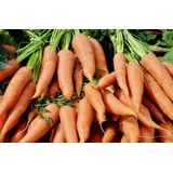 Vegetable Seeds-Little Fingers Carrot- 100 Seeds- Extra Sweet - Baby ...