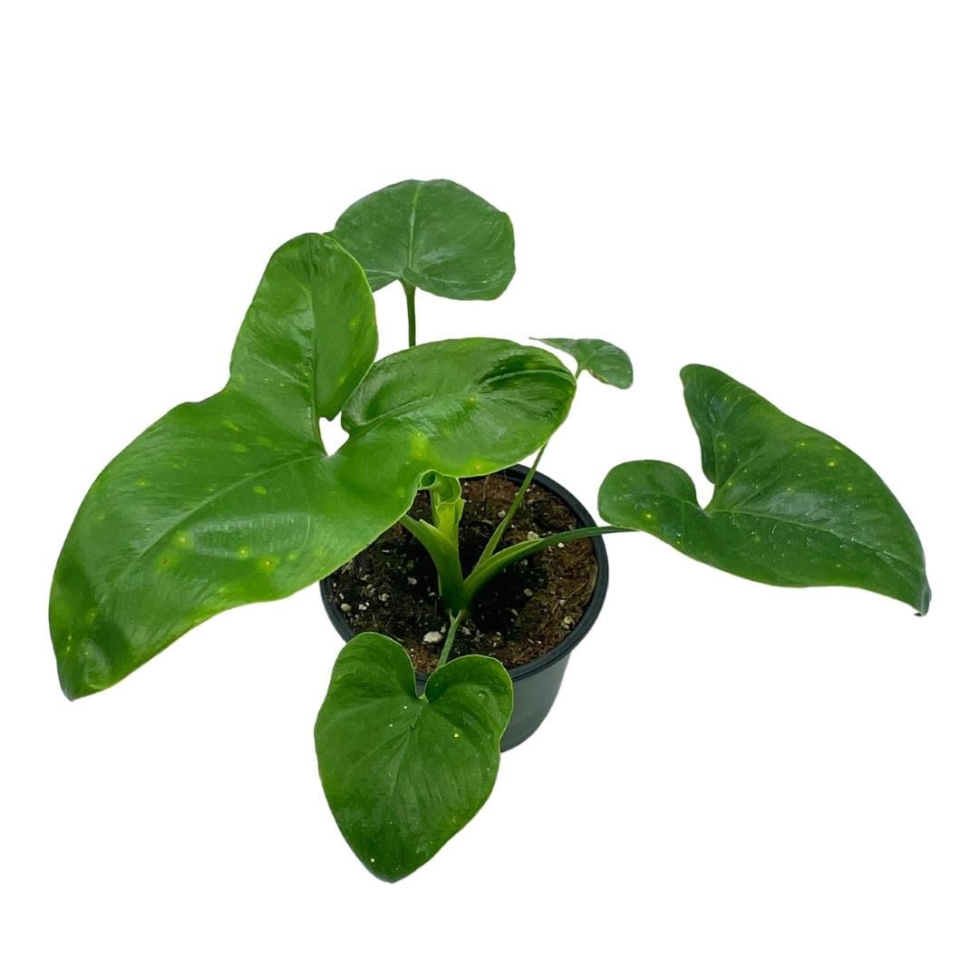 Philodendron Goeldii, 4 inch, Rare Gold Philo, Finger Leaf ...