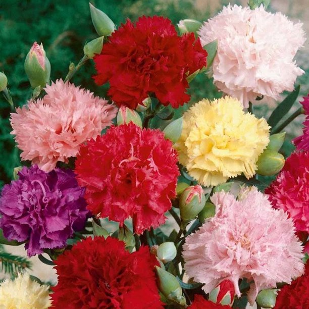 Carnation Seeds - Chabaud Mix - 1 Ounce - Red/White/Pink Flower Seeds ...