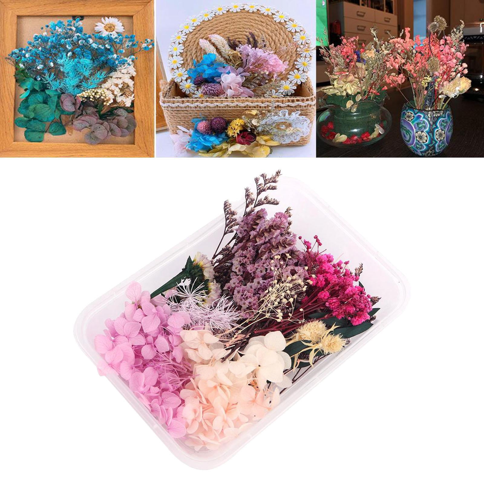 Real Dried Pressed Flowers Assorted Colorful Leaves for Art Paper ...