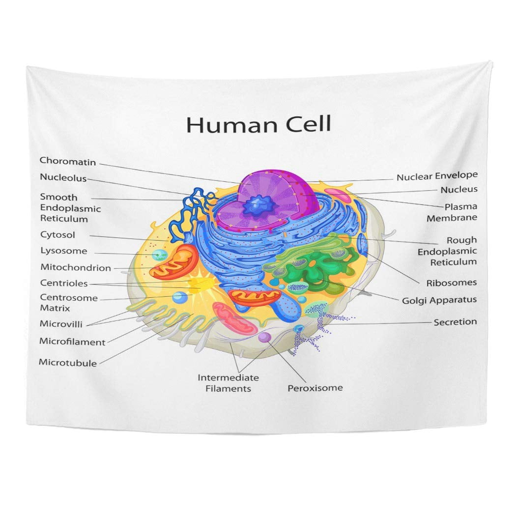 Human Cell Model Labeled
