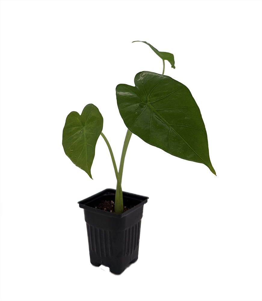 Alocasia Dwarf Calidora
