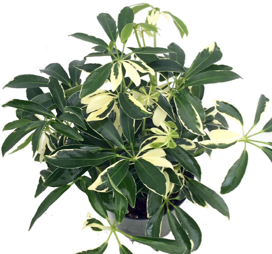 Creme & Green Hawaiian Schefflera - 6" Pot - Great Indoors - Walmart.com
