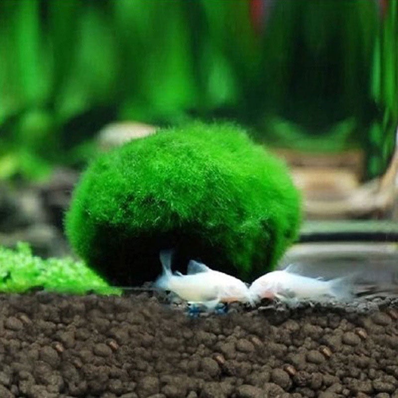 Marimo Moss Ball Betta
