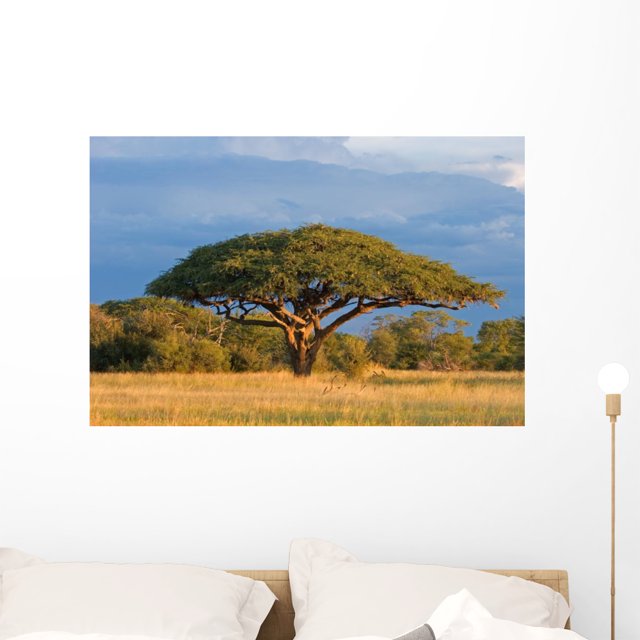 African Acacia Tree Hwange Wall Mural by Wallmonkeys Peel and Stick ...
