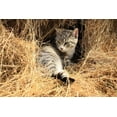 Feral Cat, Kitten Winter Rescue Kit - Warm Wheat Straw Bedding and ...