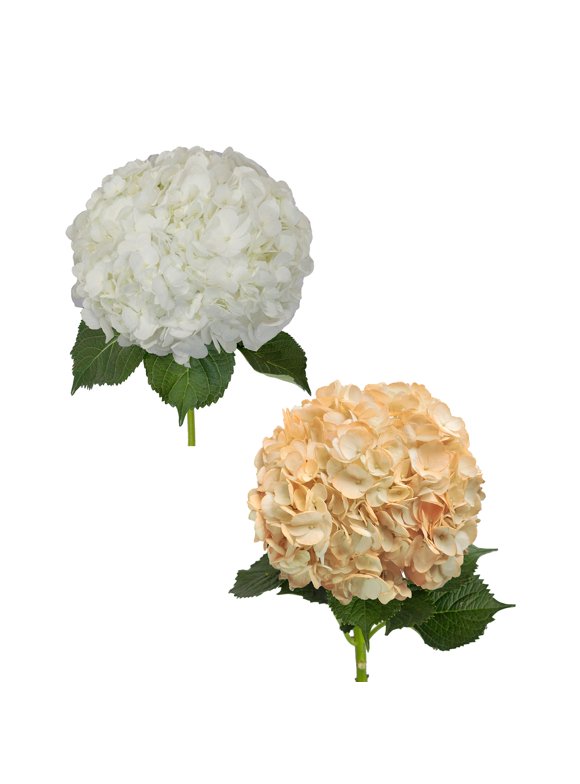 Hydrangeas in All Flowers - Walmart.com