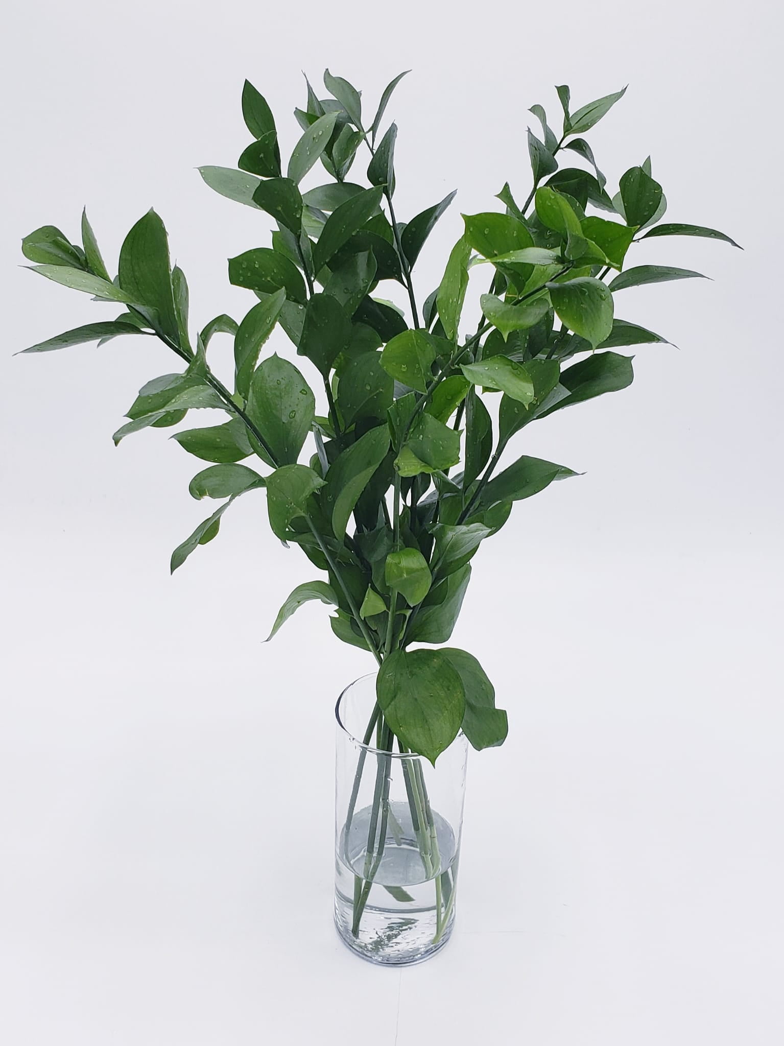 Israeli Ruscus