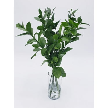 Bloomingmore Farm Direct Fresh Cut Israeli Ruscus 100 Stems 50 cm ...