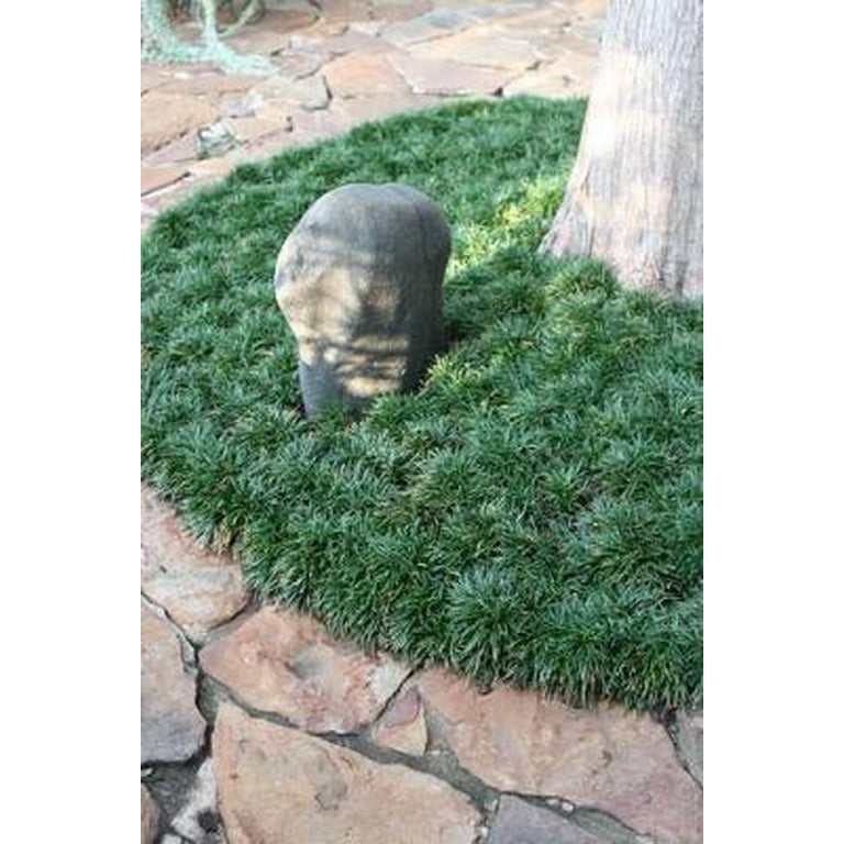 Dwarf Mondo Grass Lawn