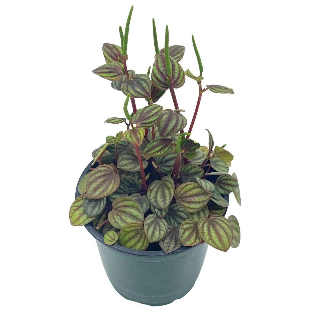 Peperomia Piccolo Banda, albovittata,4 inch Pot, Rare Mixed Frost ...