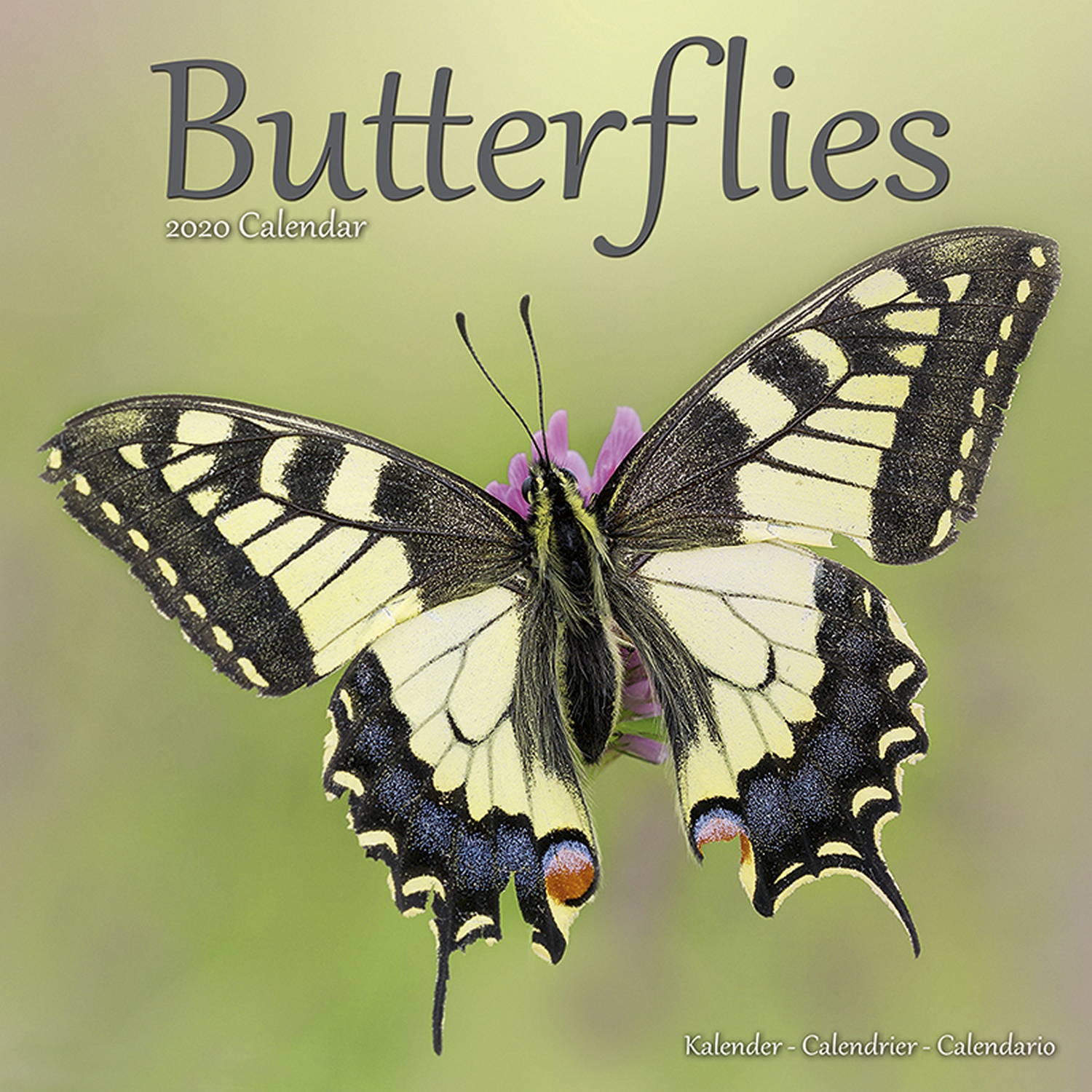 Butterflies Wall Calendar 2020 by Avonside - Walmart.com