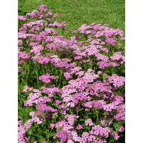 500 Mixed Summer Yarrow Achillea Millefolium Herb Flower Seeds ...