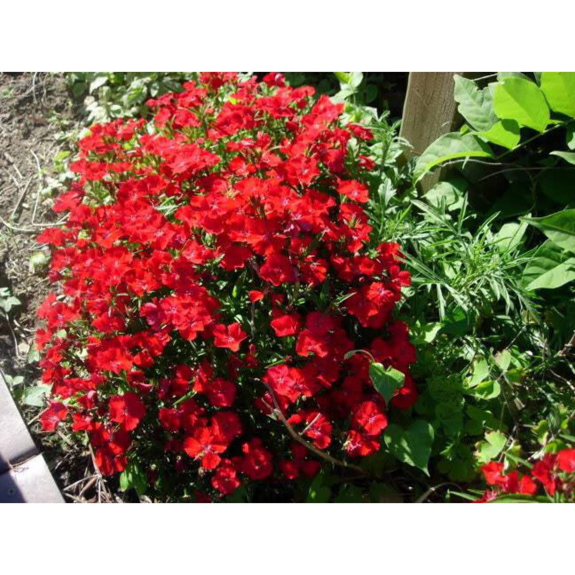 Click here for Seedville Usa 100 Red Cardinal Dianthus Caryophyll... prices