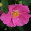 Heirloom Roses - Kendyl Marie Polyantha Rose Bush - Walmart.com