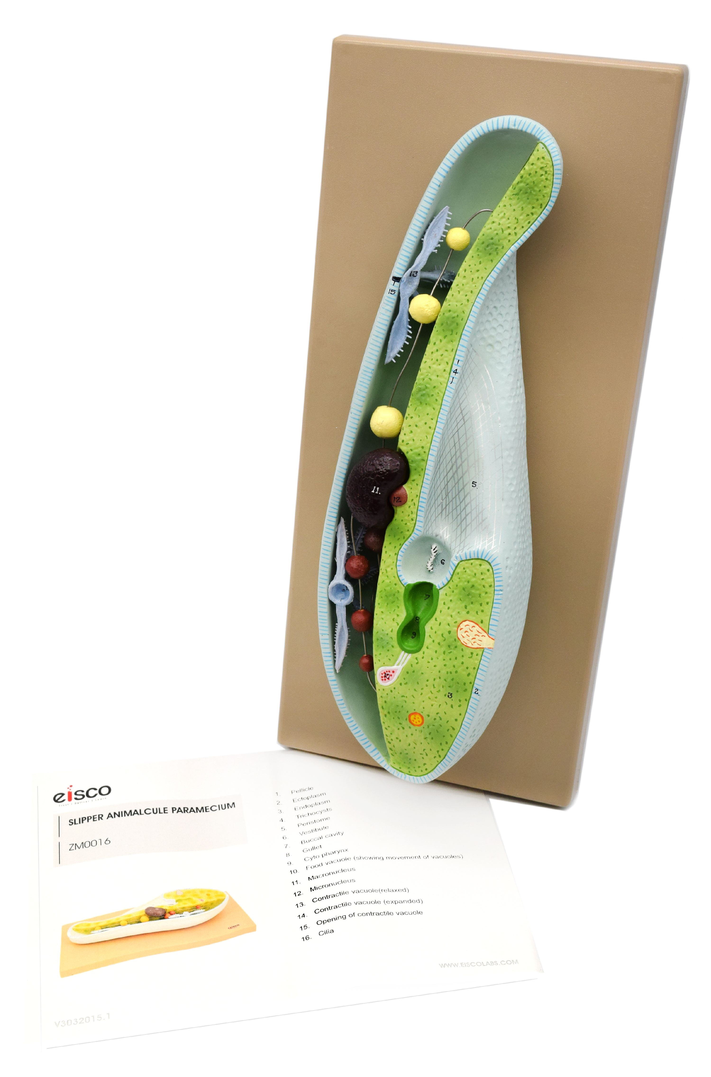 Paramecium Cell 3d