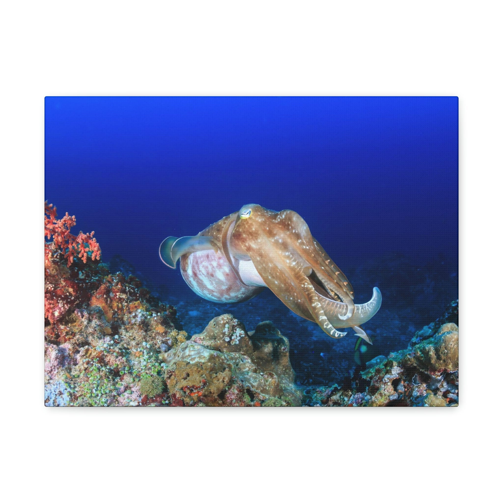 Hunting Cuttlefish on a Coral Reef Print Animal Wall Art Wildlife ...