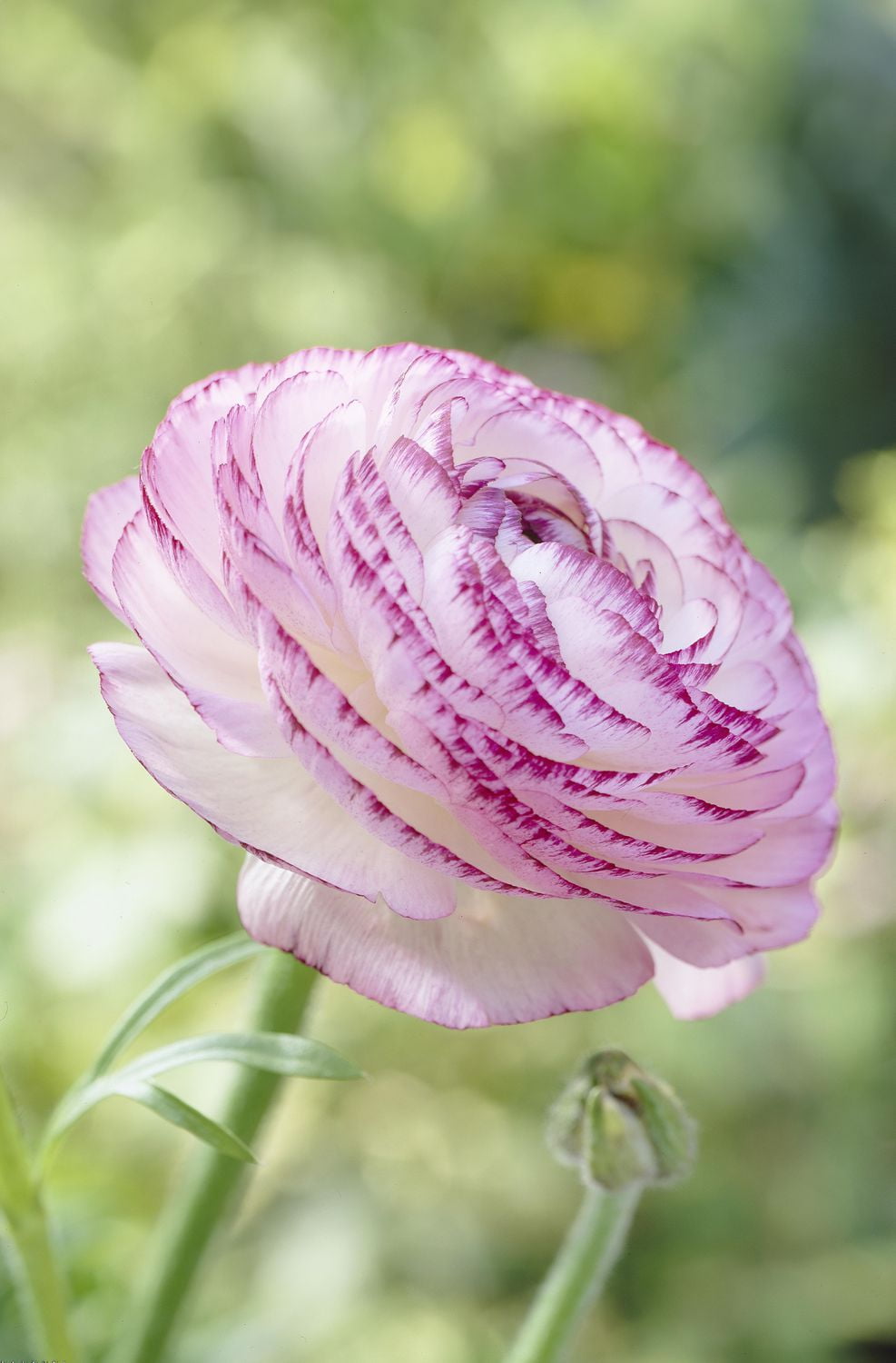 Ranunculus Picotee White, Ranunculus Picotee White 8 Bulbes - Walmart.ca