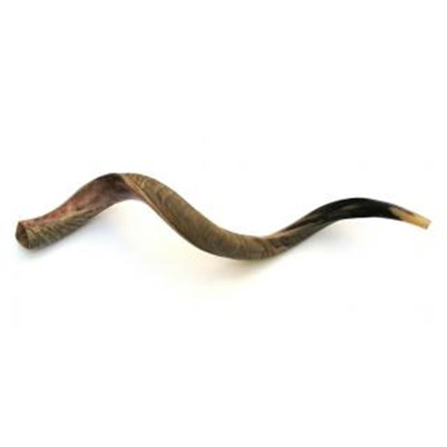 Judaica Kingdom AJ-MM-MHAL41-2 Yemenite Shofars - Extra Large Yemenite ...