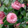 National Plant Network 1 gal. Camellia Sasanqua October Magic Pink ...