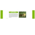 Jobe's Evergreen Plant Food Fertilizer Spikes for Healthy Trees and ...