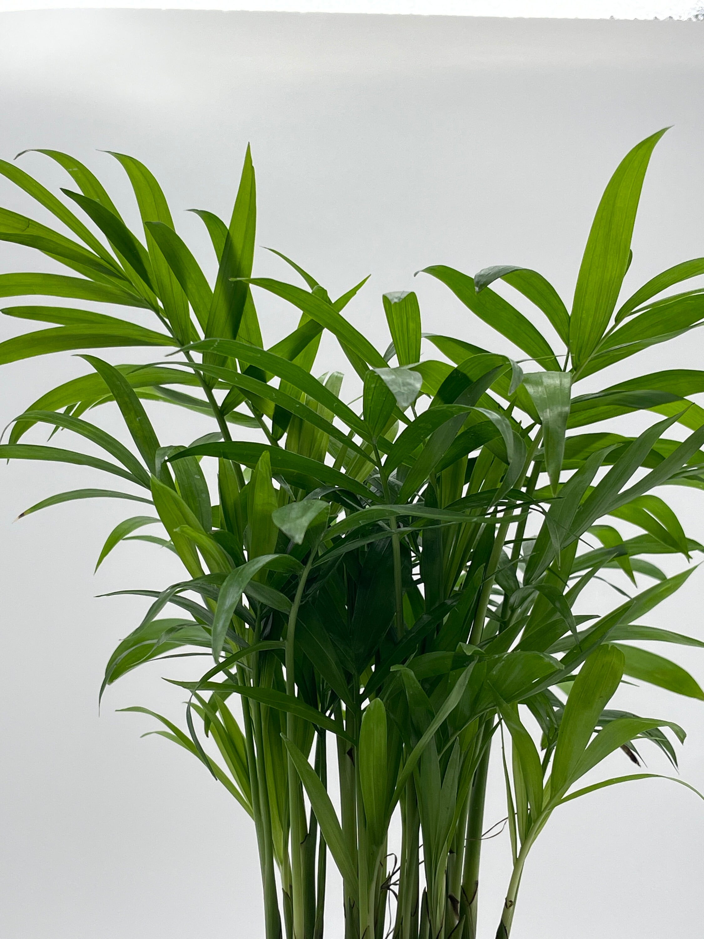 Bamboo Palm, Chamaedorea Parlor Palm, Clustered Reed Palm, Cane Palm in ...