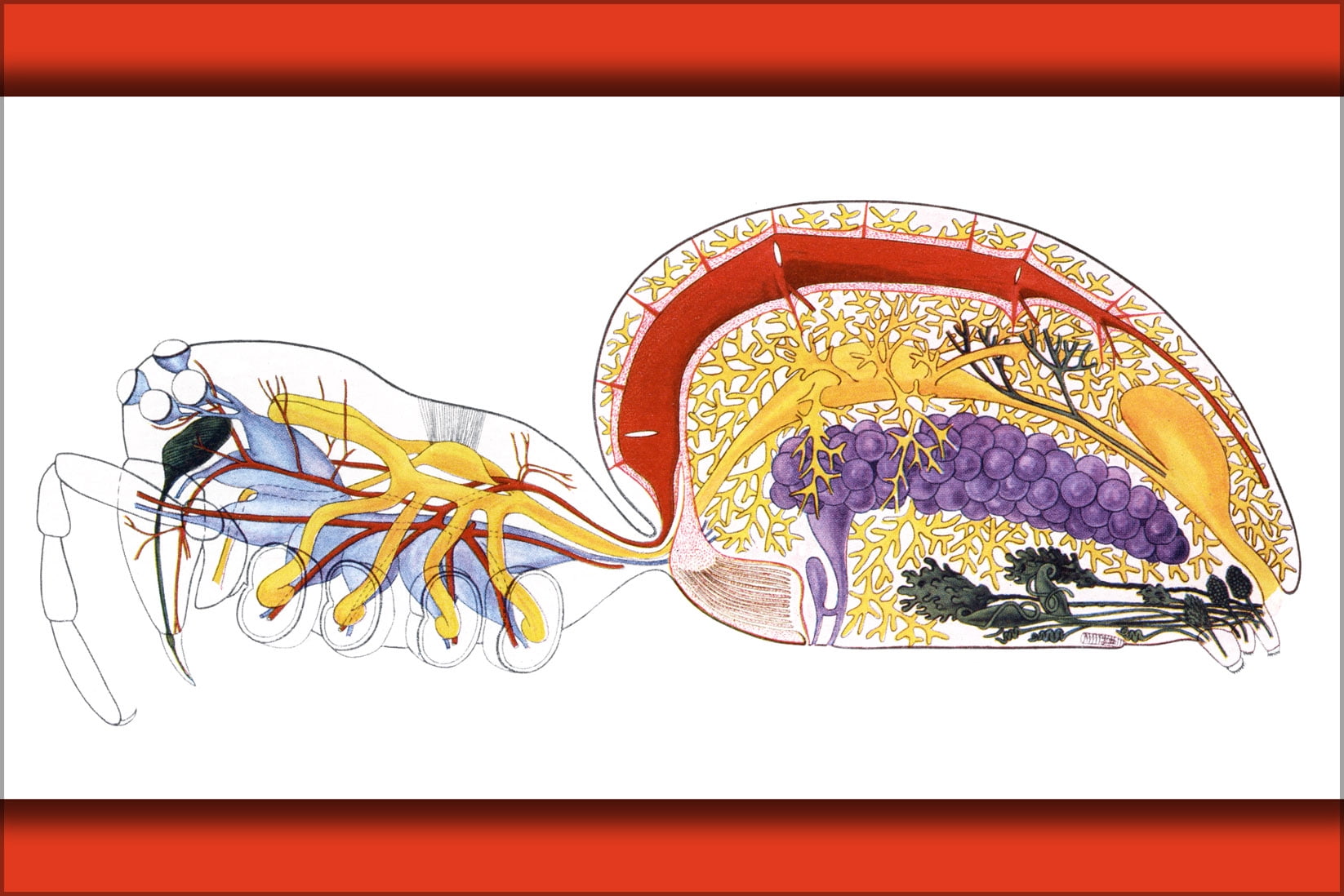 24"x36" Gallery Poster, Diagram of the internal anatomy of a two-lunged ...